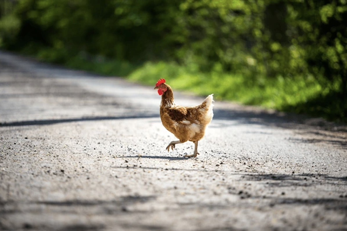 Council to consider rooster ban, chicken restrictions – Mandeville Daily
