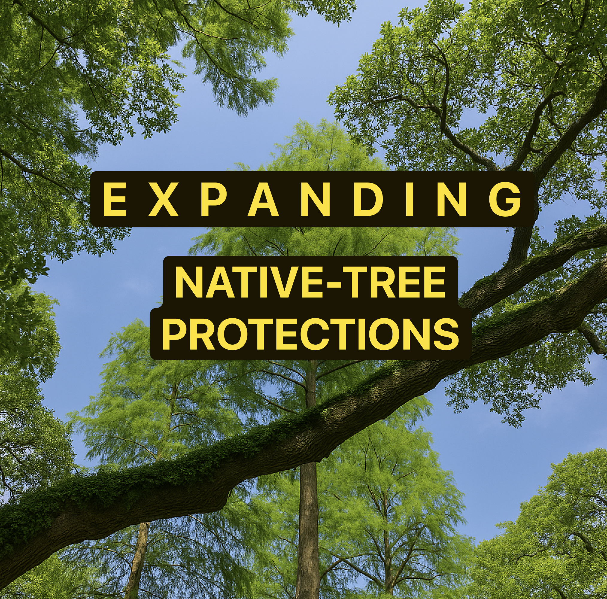 Expanded tree-protection ordinance returns after months of revisions ...